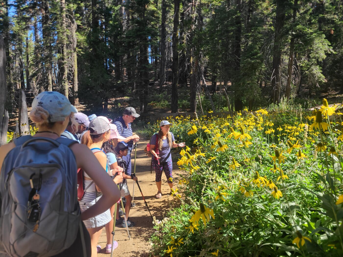 Best Time To See Wildflowers in Yosemite